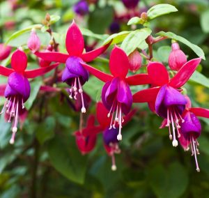 Lule dhe bime te jashtme – KALESHI LULE NATYRALE SHITJE LULE FLOWERS ...