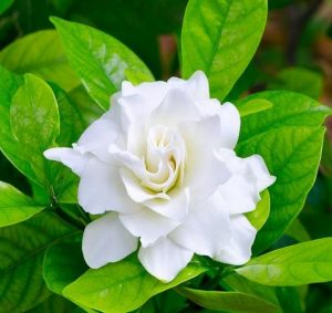 Lule dhe bime te brendshme – KALESHI LULE NATYRALE SHITJE LULE FLOWERS ...
