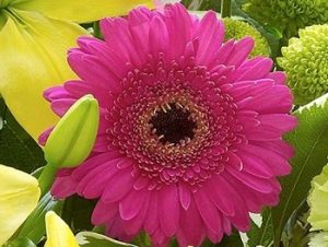 KALESHI LULE NATYRALE SHITJE LULE FLOWERS ALBANIA TIRANA SHQIPERI ...