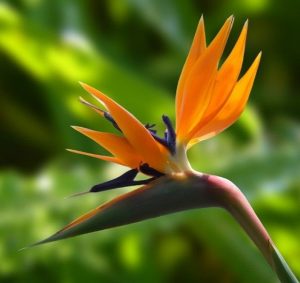 Lule dhe bime te brendshme – KALESHI LULE NATYRALE SHITJE LULE FLOWERS ...