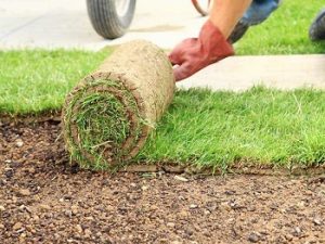 KALESHI LULE NATYRALE SHITJE LULE FLOWERS ALBANIA TIRANA SHQIPERI ...