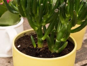 KALESHI LULE NATYRALE SHITJE LULE FLOWERS ALBANIA TIRANA SHQIPERI ...